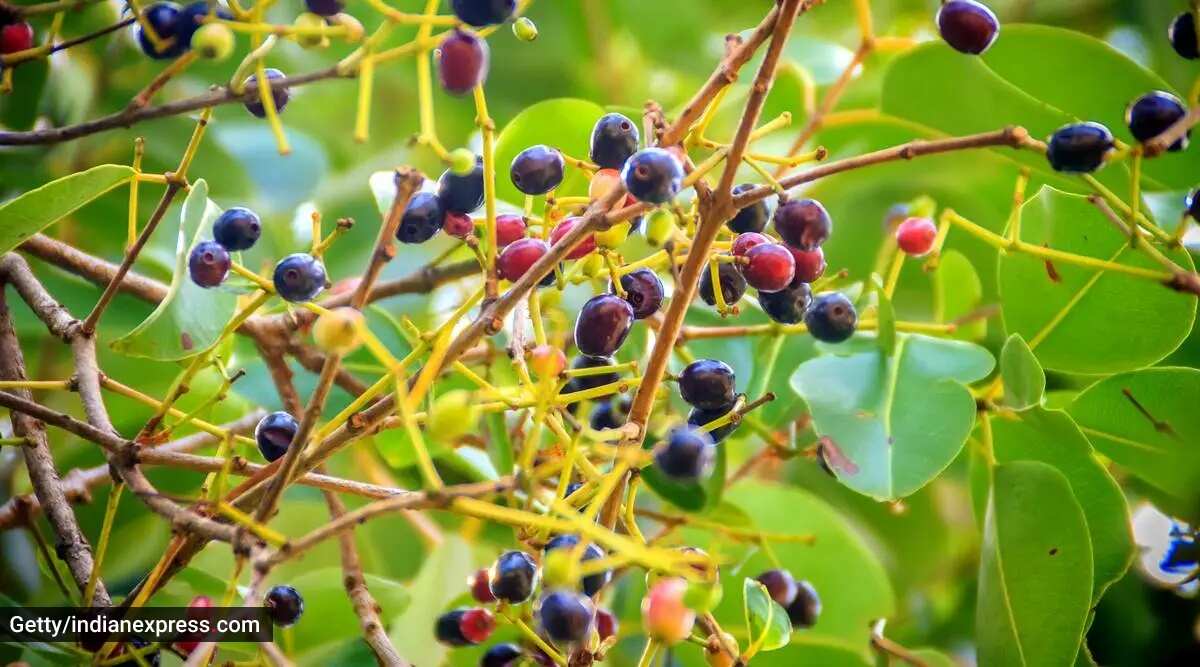 Jamun Food Therapist Shares The Many Health Benefits TV Health Jamun Food Therapist Shares The Many Health Benefits TV Health